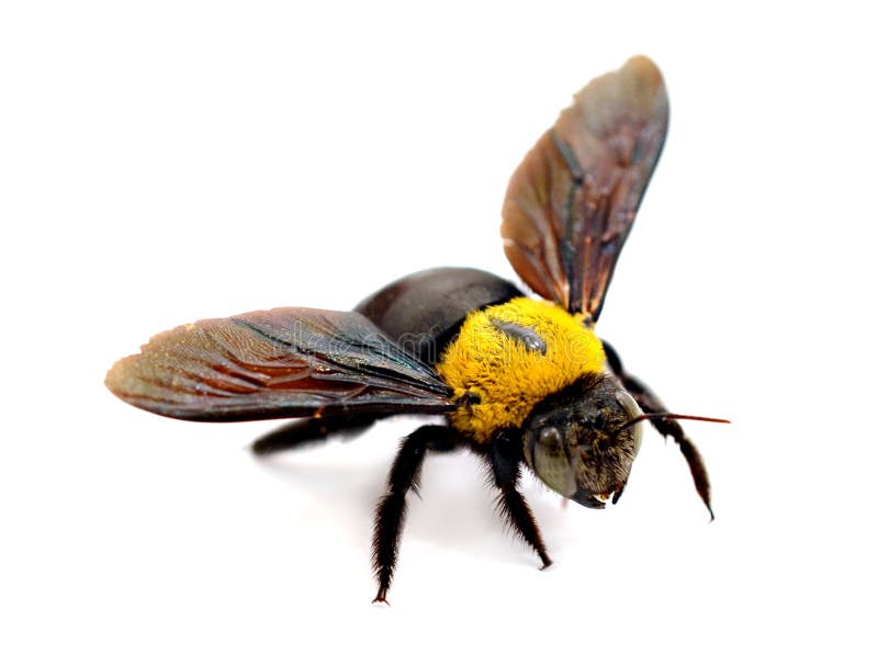 Dichte Omhooggaand Van De Hommel Stock Afbeelding - Image of klein ...