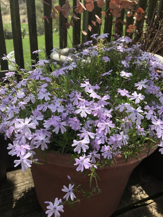 Stolonifera Do Flox Do Rastejamento Foto de Stock - Imagem de planta ...