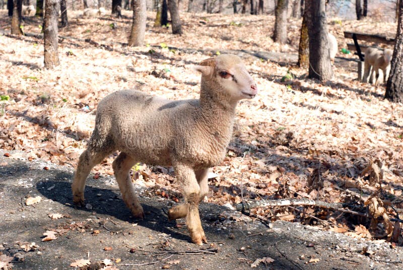 Stolt, söt lammunge arkivfoto. Bild av gulligt, oklarhet - 55552504