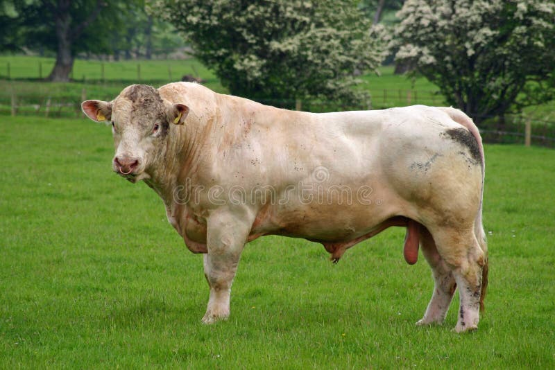 Stor tjur fotografering för bildbyråer. Bild av starkt - 5381691