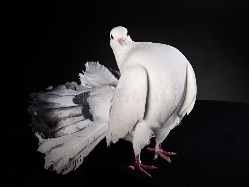 Den Berömda Röda Och Vita Kon Står På En Liten ängel Omgiven Av Diken ...