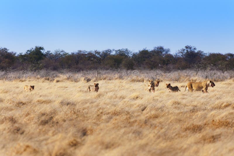 Stolz Von Löwen in Der Savanne, in Namibia Stockfoto - Bild von herde ...