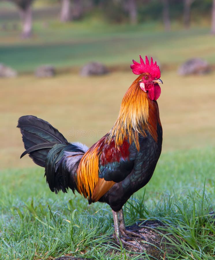 Stolzer Hahn, Der Hoch Steht Stockfoto - Bild von fauna, huhn: 33194140