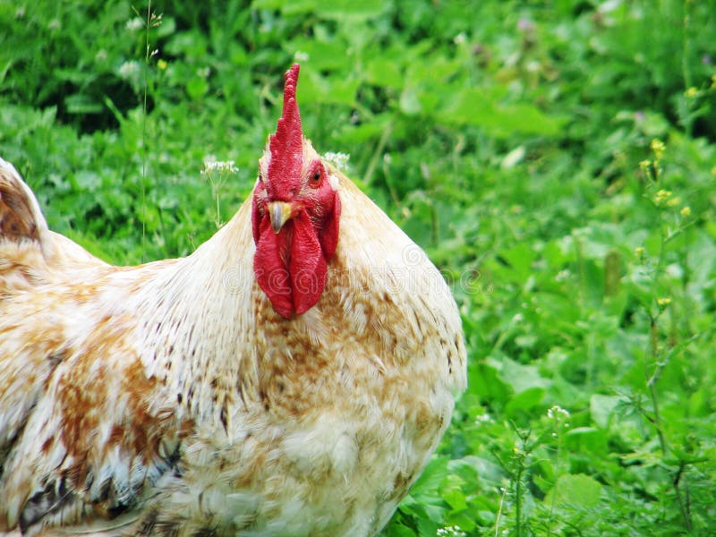 Stolzer Hahn Mit Dem Scheitel Stockbild - Bild von henne, hinterhof ...