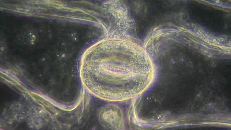 Stoma stock footage. Video of macro, biology, cellular - 36270786