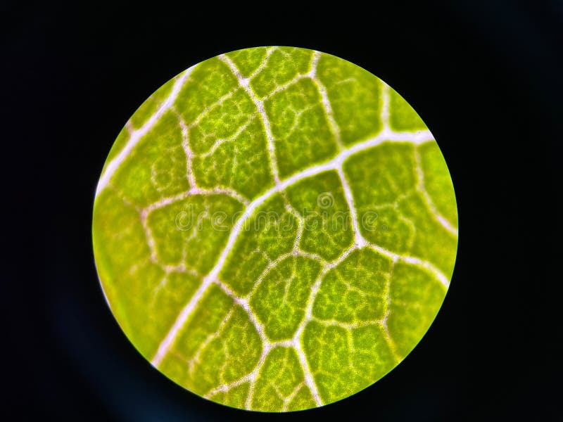 Stoma Plants Cells Find with Microscope 10x Stock Image - Image of life ...