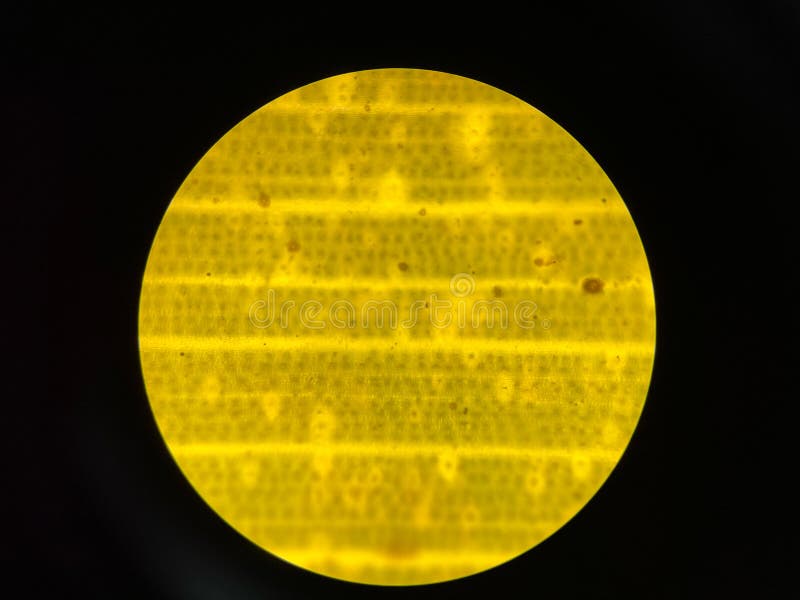 Stoma Plants Cells Find with Microscope 10x Stock Image - Image of ...