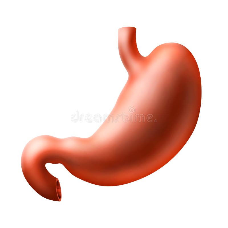 Stomach Stock Illustrations – 73,970 Stomach Stock Illustrations ...