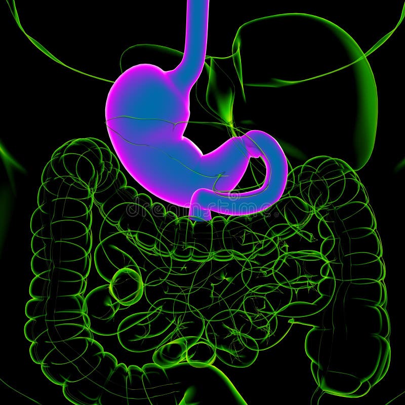 Stomach Anatomy Human Digestive System for Medical Concept 3D Rendering ...