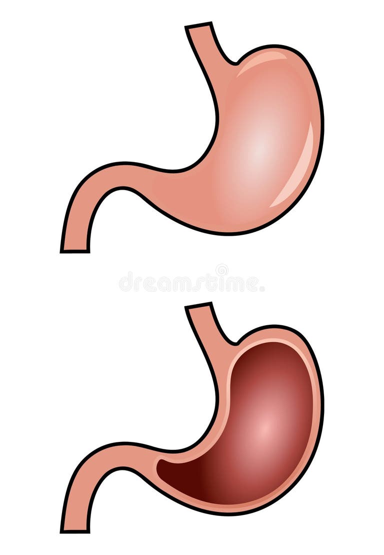 Clipart Stomach Stock Illustrations – 2,825 Clipart Stomach Stock ...