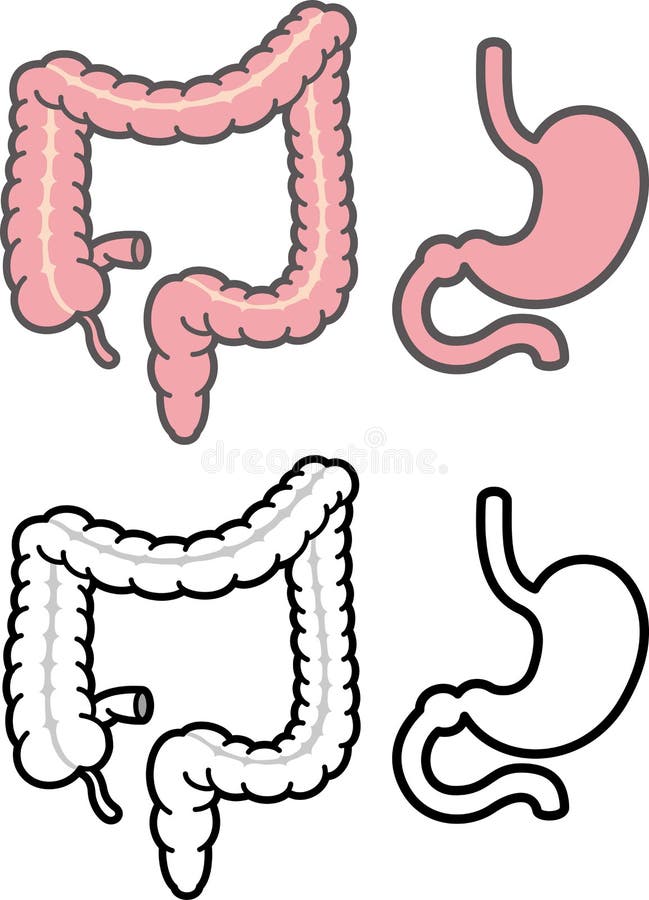 Stomach and colon stock illustration. Illustration of good - 55322412