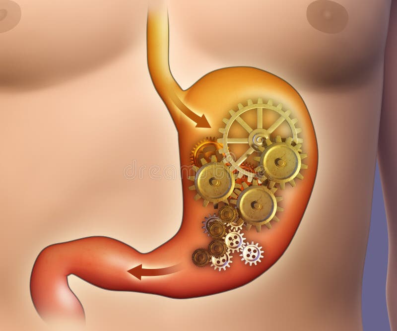 Stomach stock vector. Illustration of line, infected - 83394566