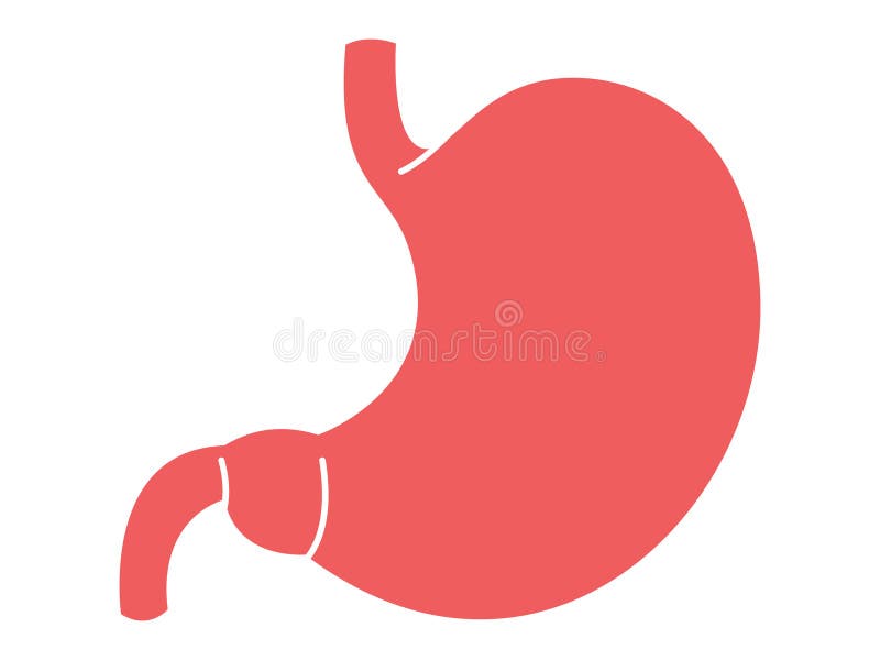 Stomach Digestive Human Organ Colored Version Anatomy Science Biology ...