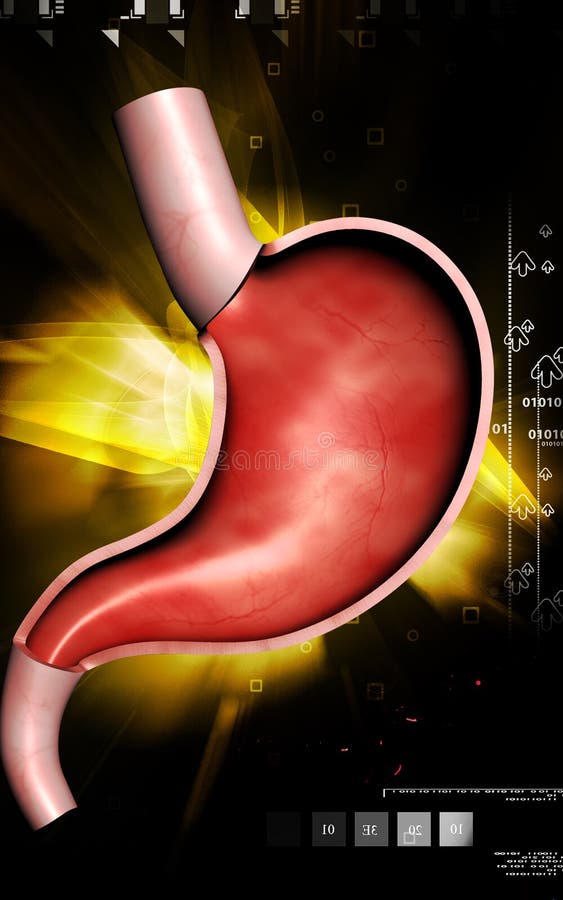 Stomach stock illustration. Illustration of colour, abstract - 11281126