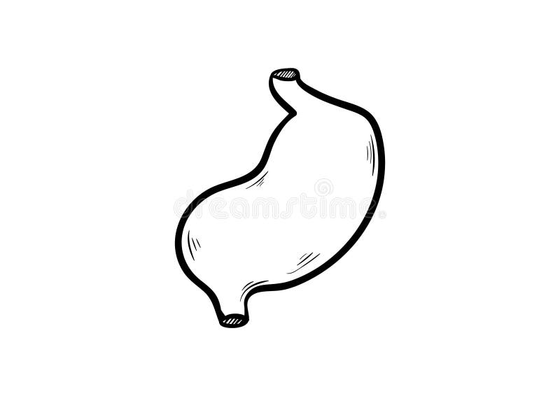 Stomach Doodle Icon Hand Draw Stock Illustration - Illustration of ...