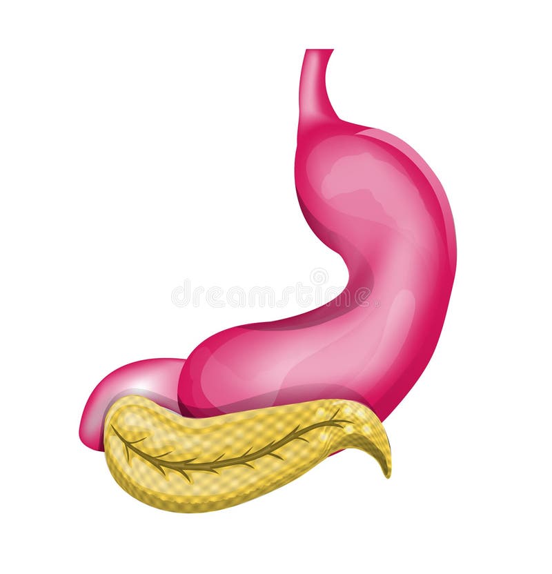 Stomach and gaster stock vector. Illustration of therapy - 57064069