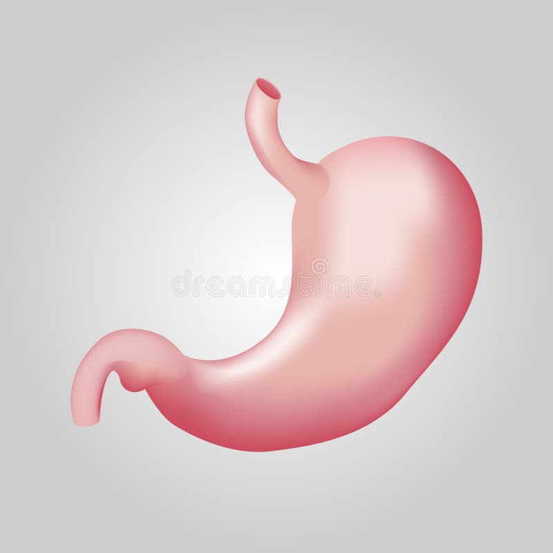 Stomach of Human . Digestive System . Realistic Design . Isolated Stock ...
