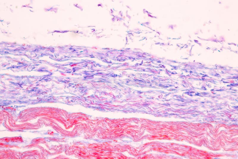 Tissue of Stomach Human Under the Microscope in Lab. Stock Photo ...