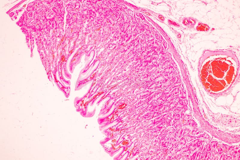 Tissue of Stomach Human Under the Microscope in Lab. Stock Image ...
