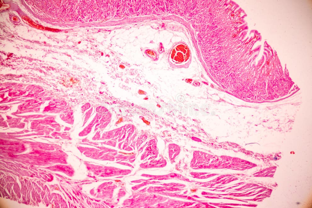 Tissue of Stomach Human Under the Microscope in Lab. Stock Image ...