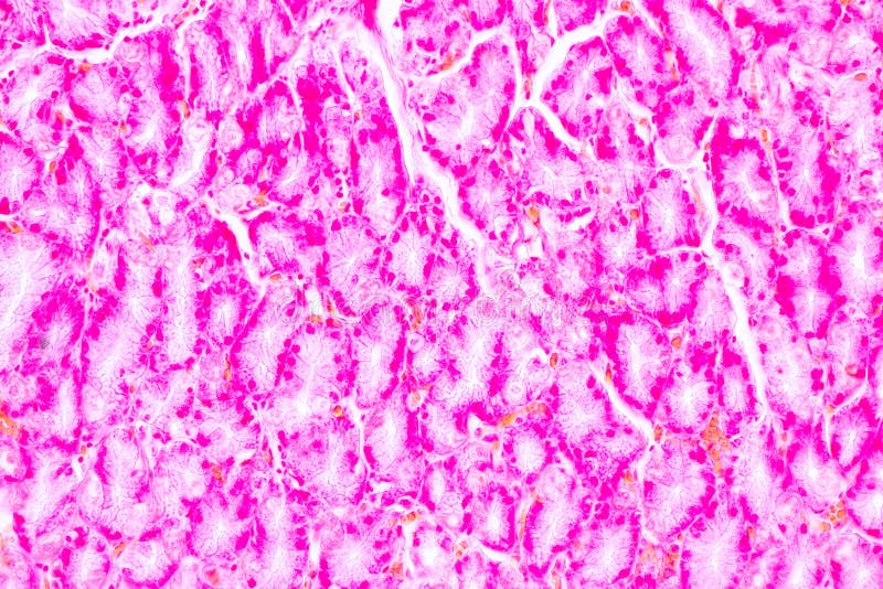 Tissue of Stomach Human Under the Microscope in Lab. Stock Image ...