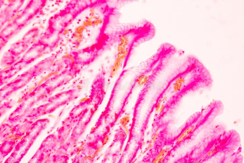 Tissue of Stomach Human Under the Microscope in Lab. Stock Photo ...
