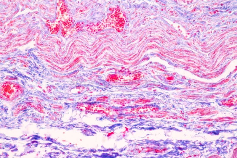 Tissue of Stomach Human Under the Microscope in Lab. Stock Image ...