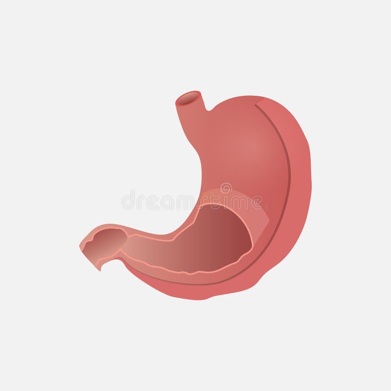 Stomach Icon Flat Vector Illustration Stock Vector - Illustration of ...