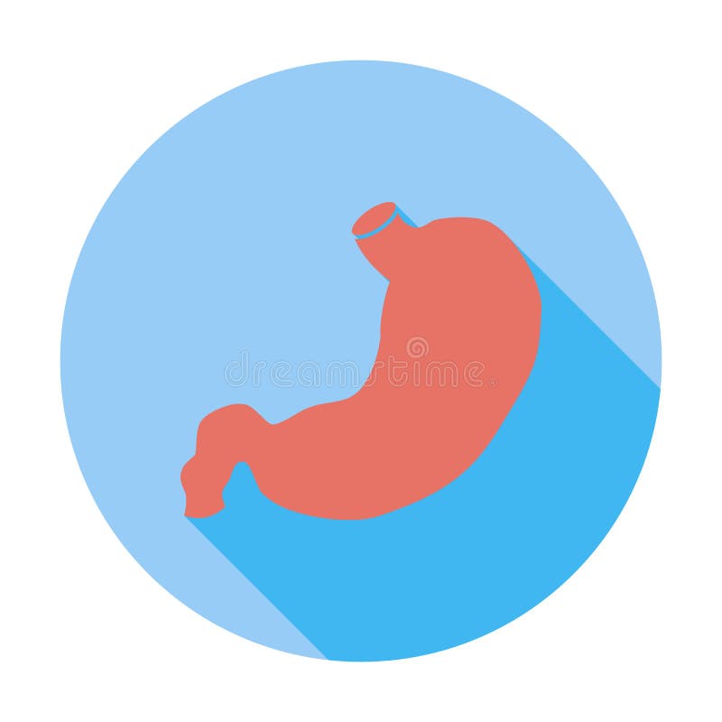 Stomach icon. stock vector. Illustration of health, anatomy - 94287158