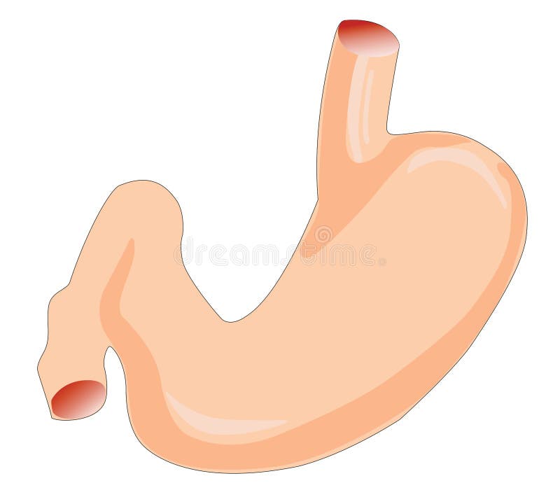 Tooth anatomy stock vector. Illustration of minimal, chart - 31732815