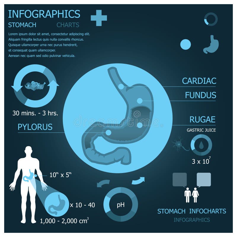 Stomach Infographics Stock Illustrations – 1,186 Stomach Infographics ...