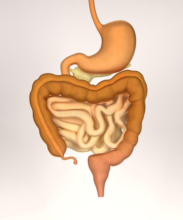 Stomach and intestines stock illustration. Illustration of colon - 23531429