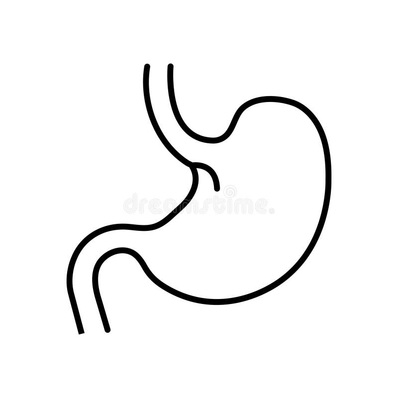 Stomach line icon vector stock vector. Illustration of education ...