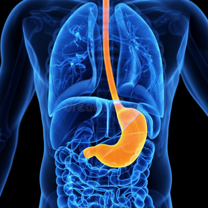 The stomach stock illustration. Illustration of artwork - 45577036