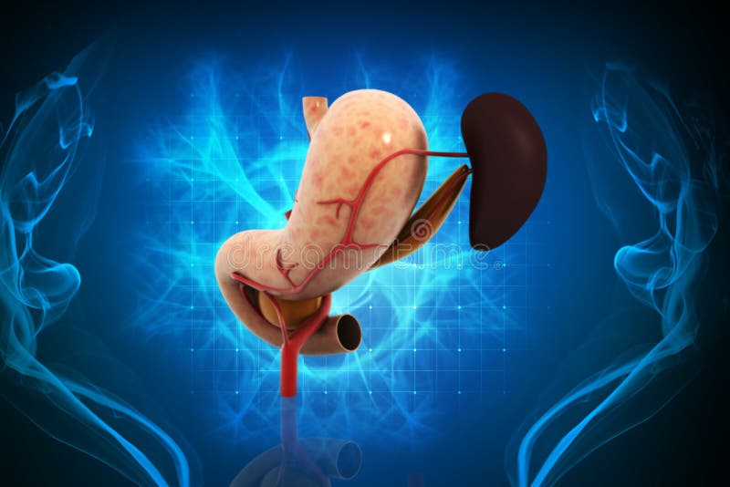 Stomach And Pancreas Labeled Diagram Stock Vector - Illustration of ...