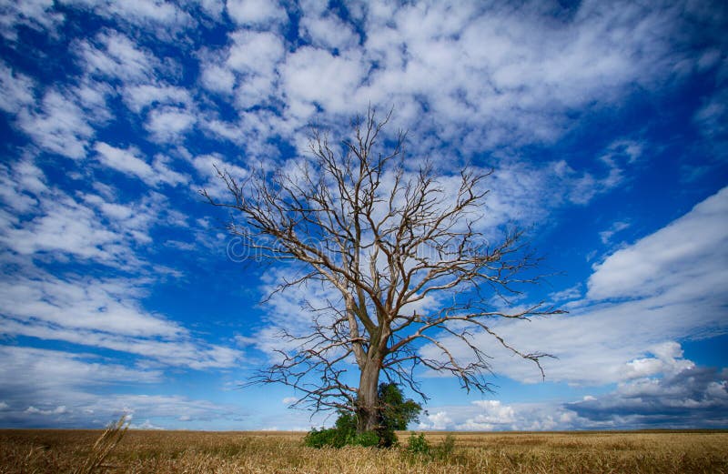 Stomach, Single Tree in the Field Stock Image - Image of field, lonely ...