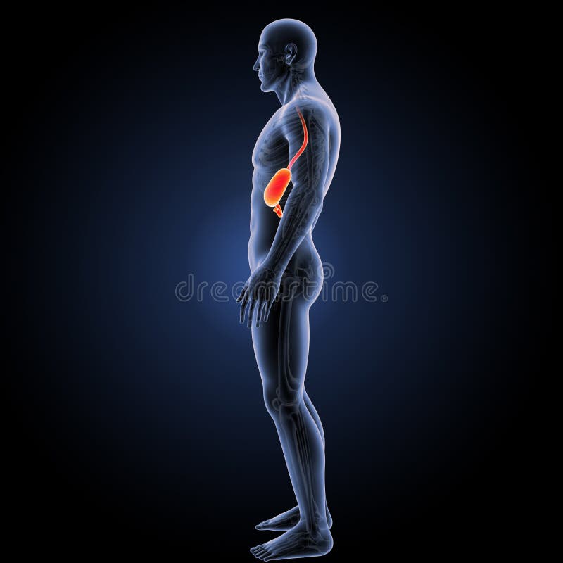 Stomach with Skeleton Lateral View Stock Illustration - Illustration of ...