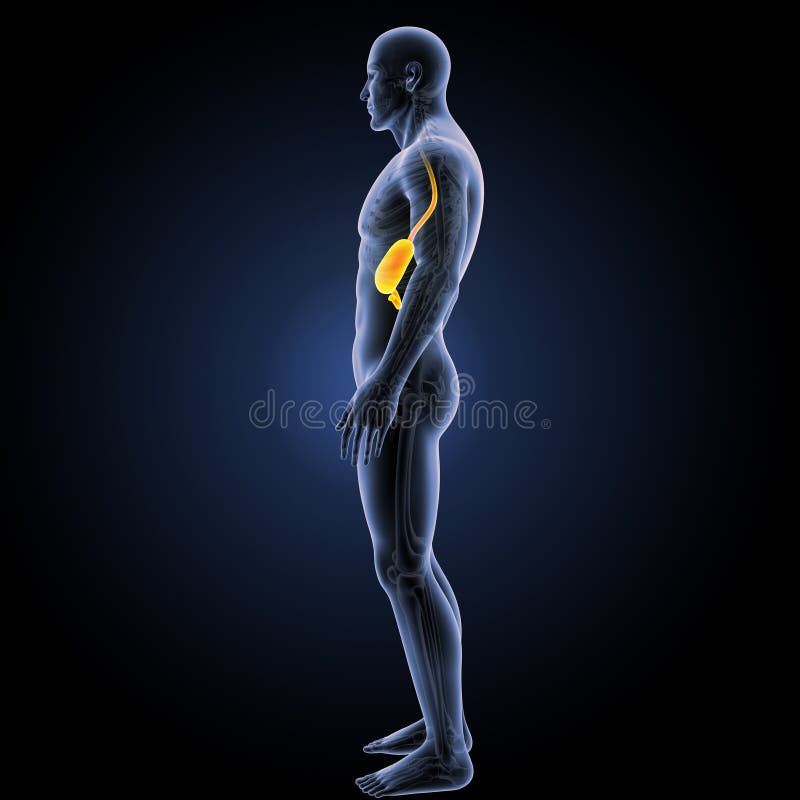 Stomach with Skeleton Lateral View Stock Illustration - Illustration of ...