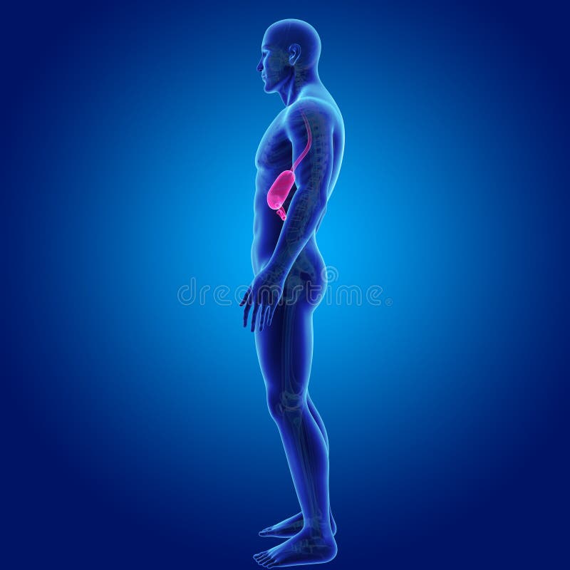 Stomach with Skeleton Lateral View Stock Illustration - Illustration of ...