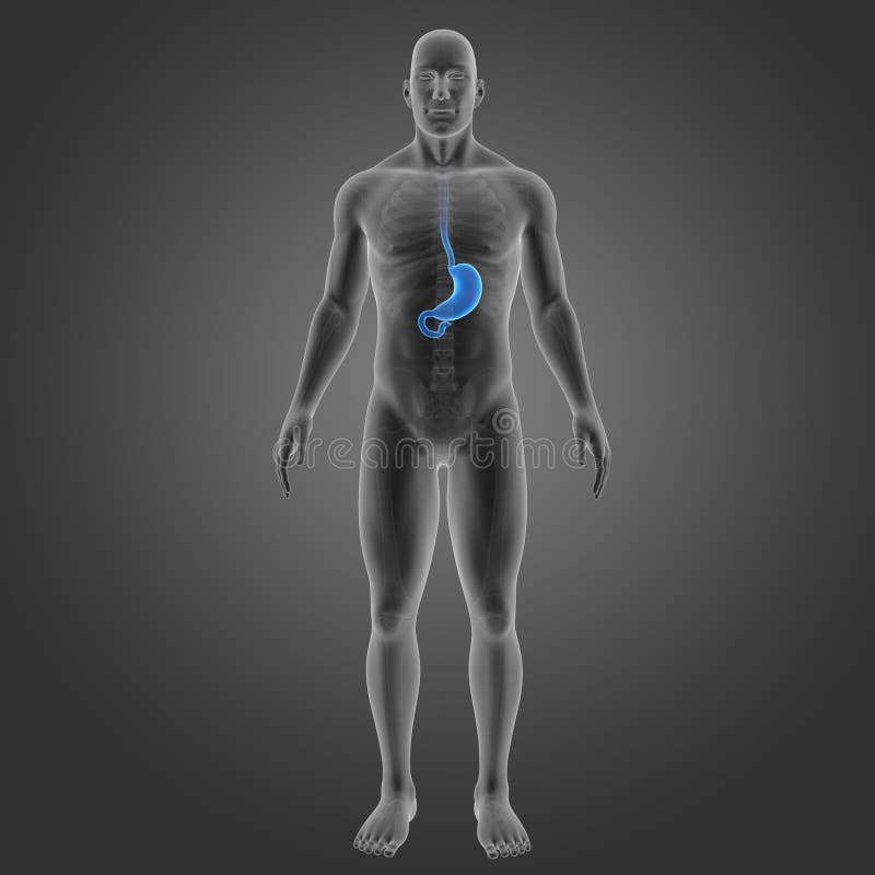 Stomach with Skeleton Body Lateral View Stock Illustration ...