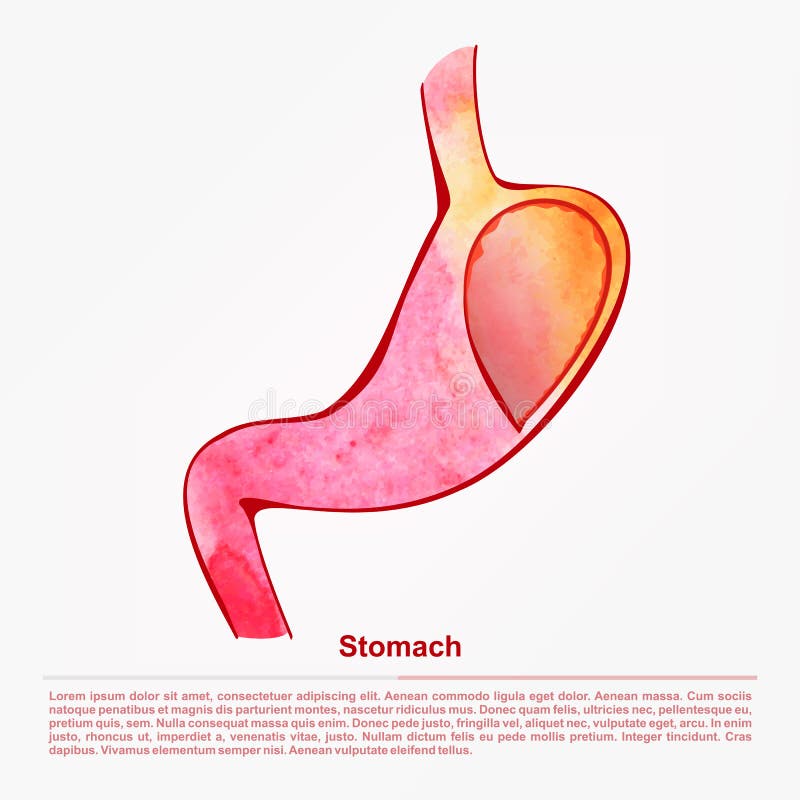 Stomach, Vector Illustration of Digestive Organ. Stock Vector ...