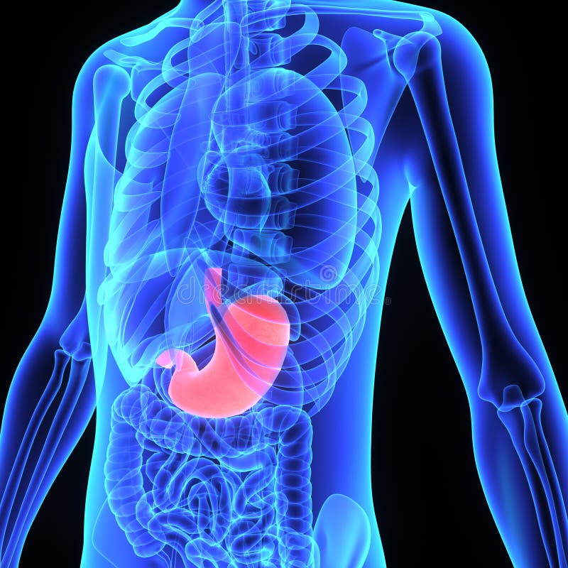 Organi Del Corpo Umano (anatomia Dello Stomaco) Illustrazione di Stock ...