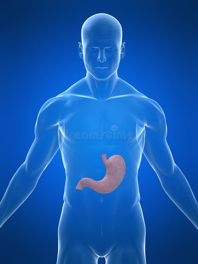 Stomaco umano illustrazione di stock. Illustrazione di biologia - 2512651