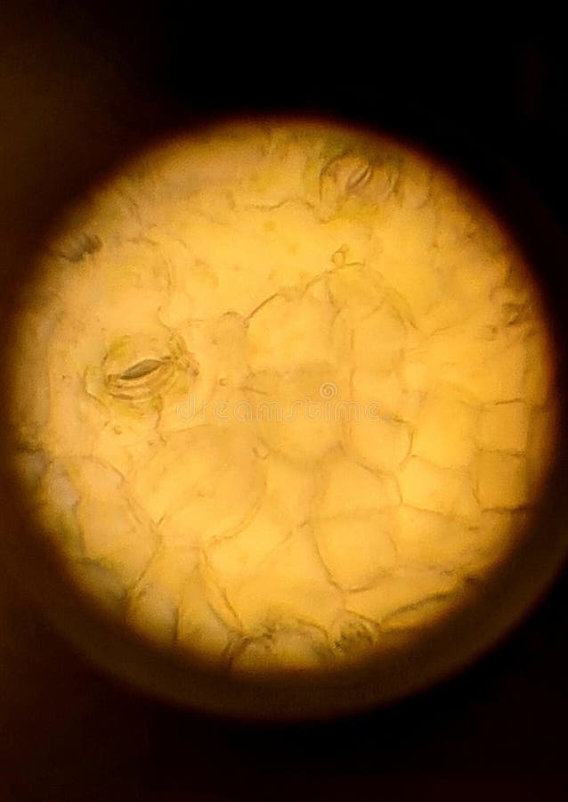 Stomata of Ficus Leaf Under the Microscope Stock Image - Image of ...