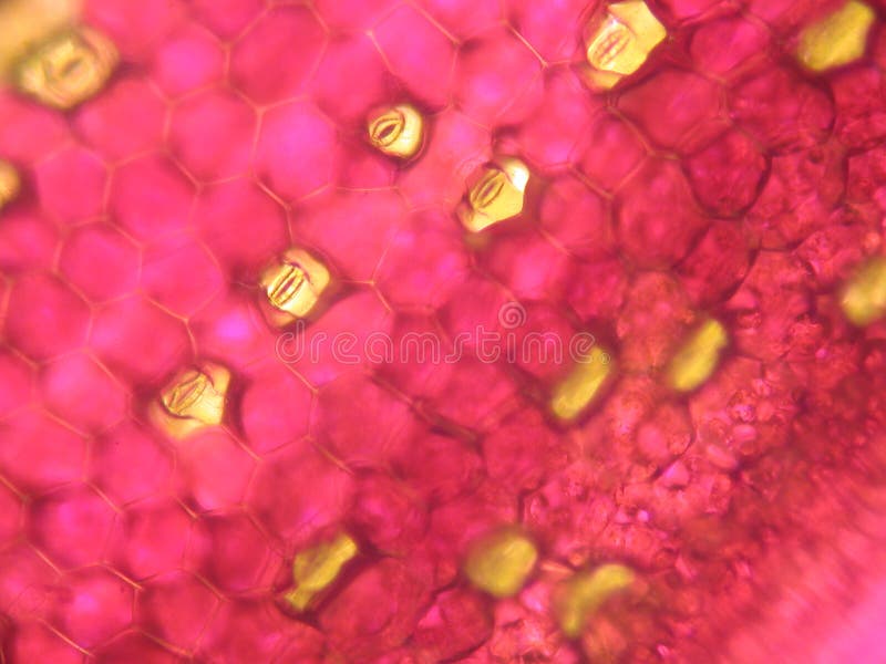 Stomata op een ui stock foto. Image of huidmondjes, cellulair - 4512984