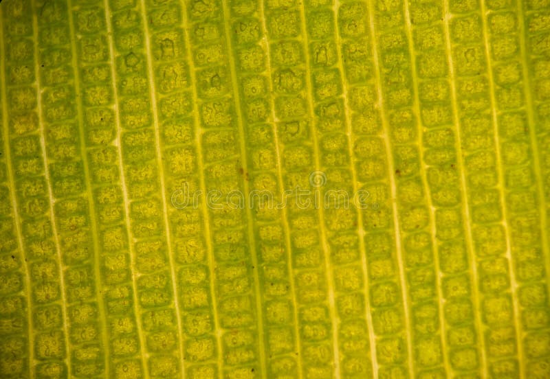 Stomi Nella Foglia Della Pianta Immagine Stock - Immagine di epidermide ...