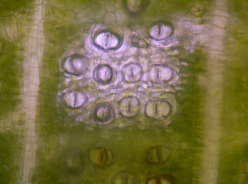 Stomi Nella Foglia Della Pianta Immagine Stock - Immagine di pianta ...