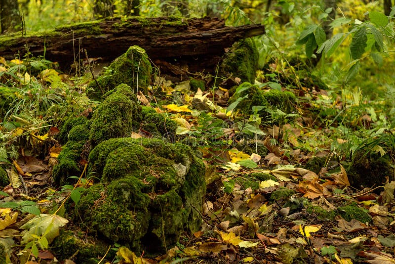 Stomp met mos in het bos stock foto. Image of grond, achtergrond - 84781092