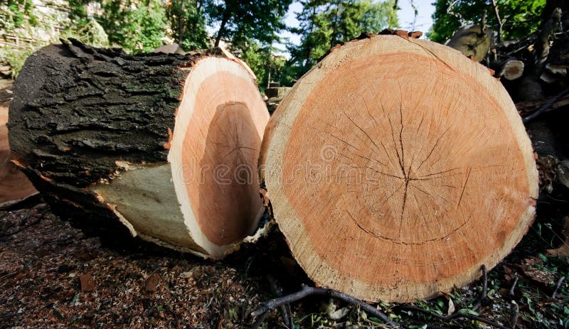 Stompen stock foto. Image of houten, middelen, stompen - 10478228