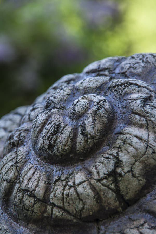 Stone armor snail stock image. Image of field, nature - 136363079